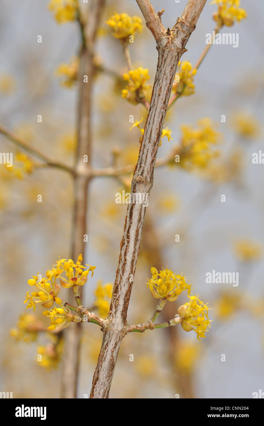 Cornus mas flower Stock Photo - Alamy