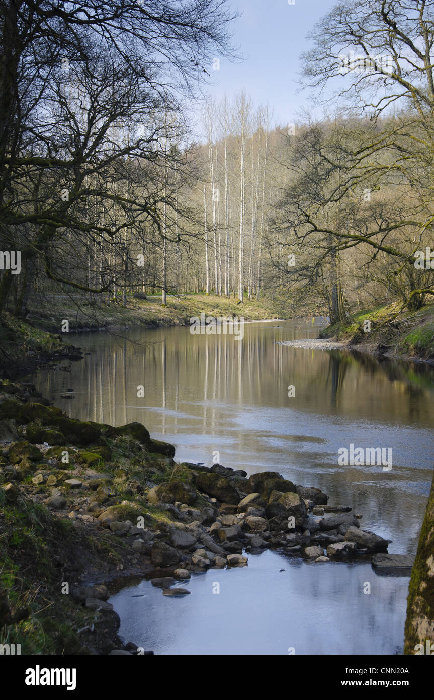 View of river and trees, River Wharfe, Bolton Abbey, North Yorkshire ...