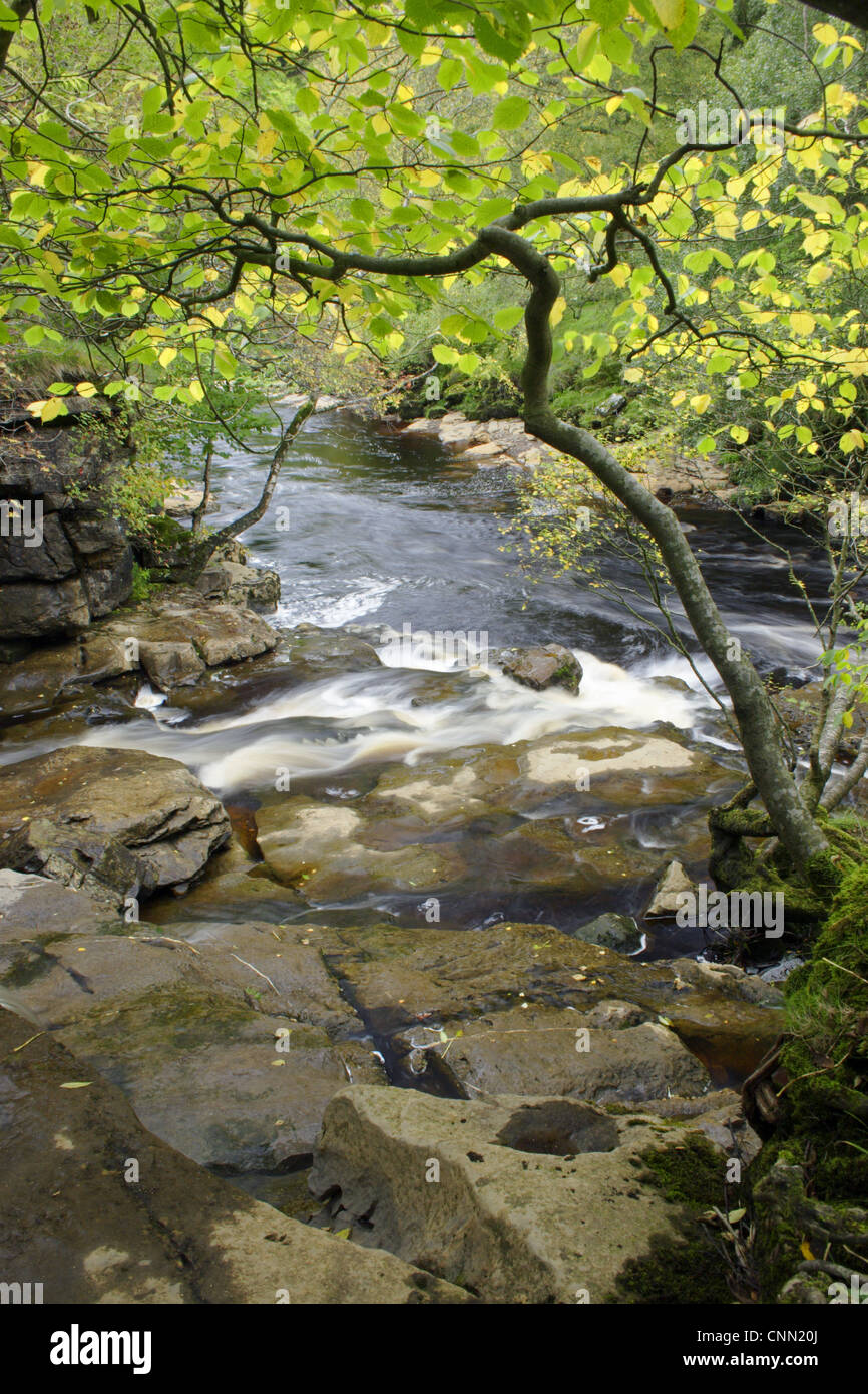 Confluence stream joining river woodland East Gill Force River Swale ...