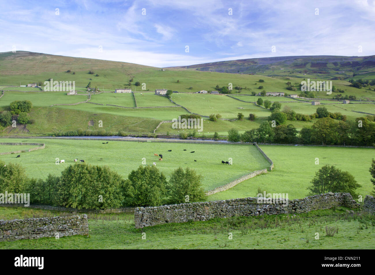 View drystone walls cattle grazing pasture river valley River Swale ...