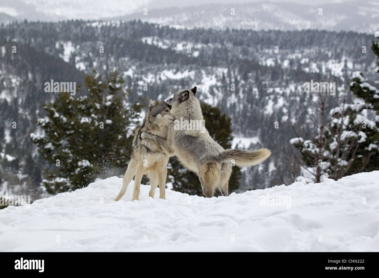 Grey Wolf (Canis lupus) adult pair, in season female jumping up at male ...