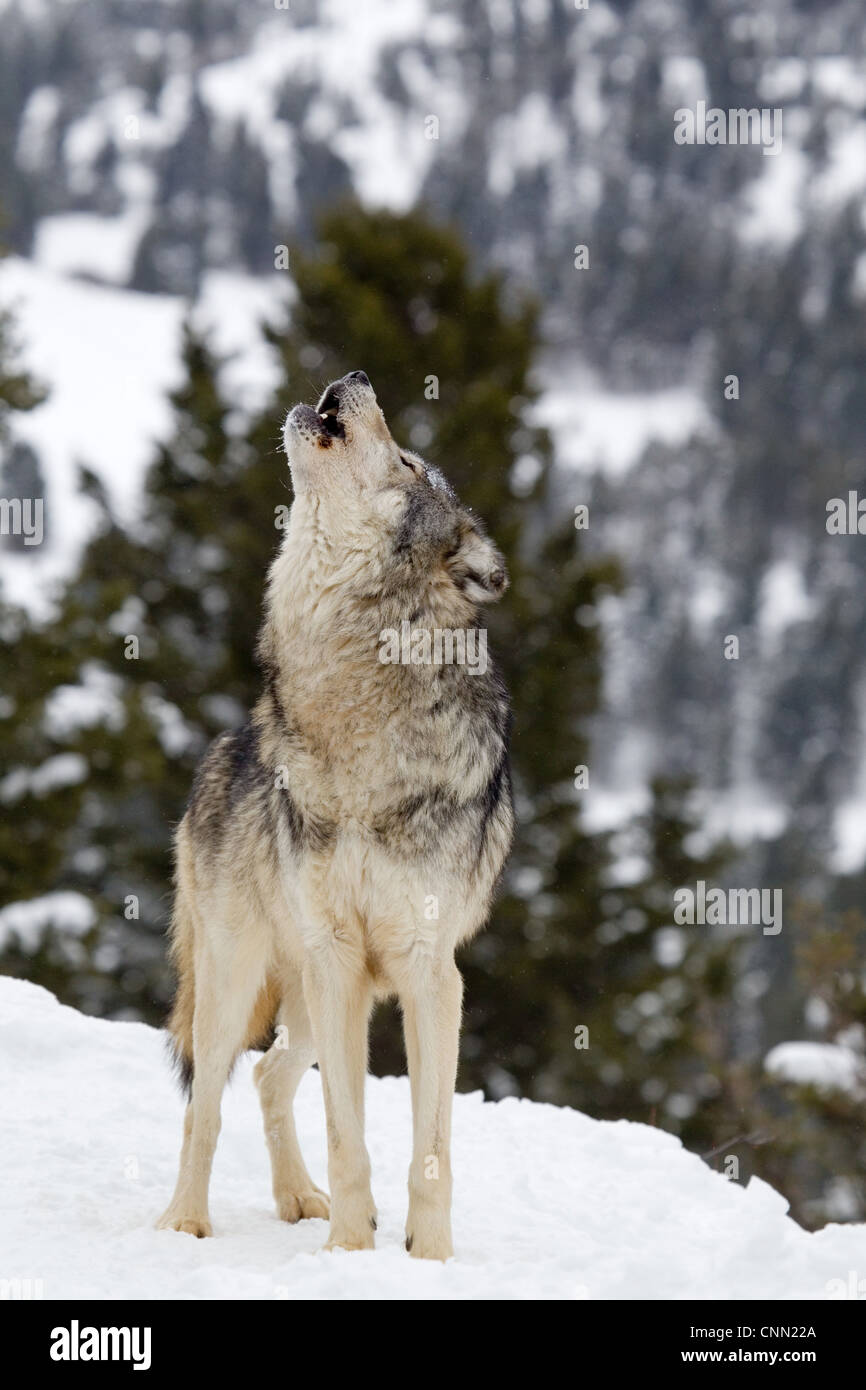 Grey Wolf (Canis lupus) adult, howling, standing in snow, Montana, U.S ...