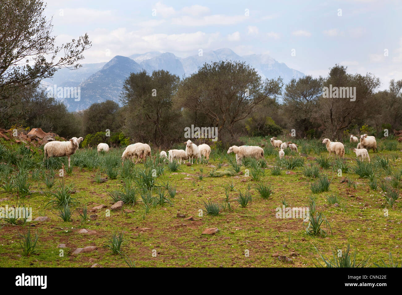 Flock of sheep, Sardegna, Sardinia, Italy, Italia Stock Photo - Alamy