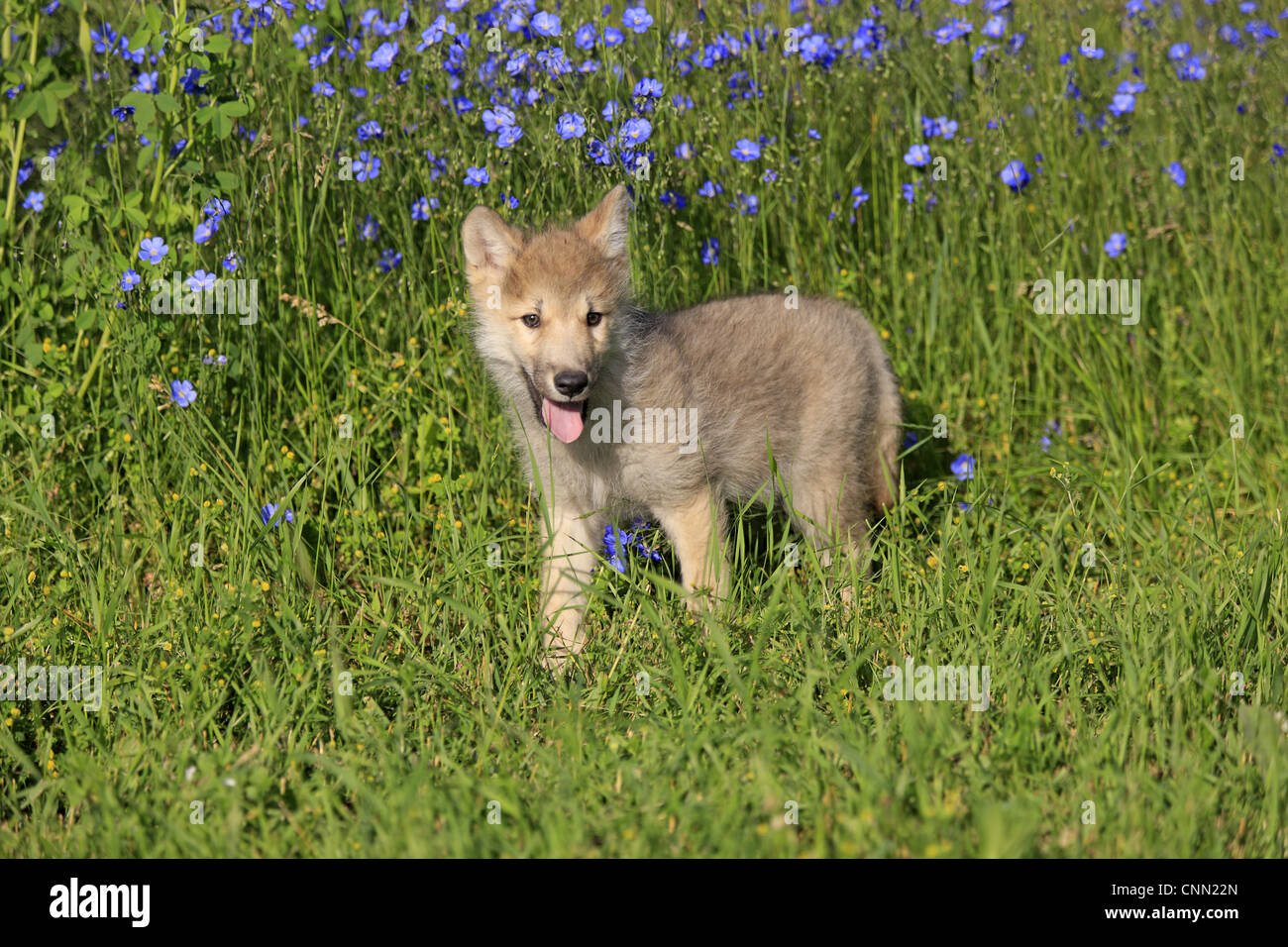 Timber Wolf (Canis lupus) eight-week old cub, standing in meadow ...