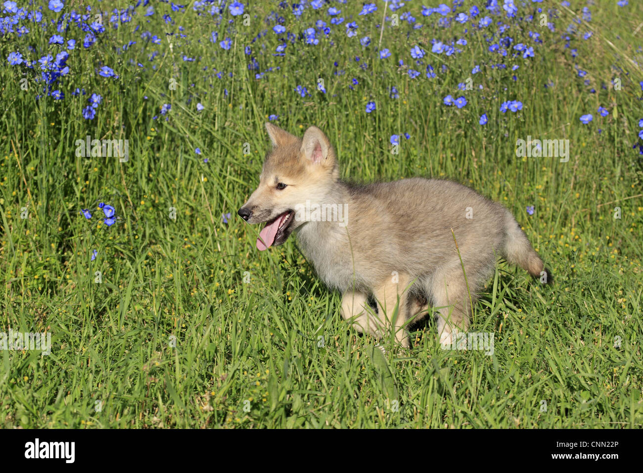 Timber Wolf (Canis lupus) eight-week old cub, running in meadow ...