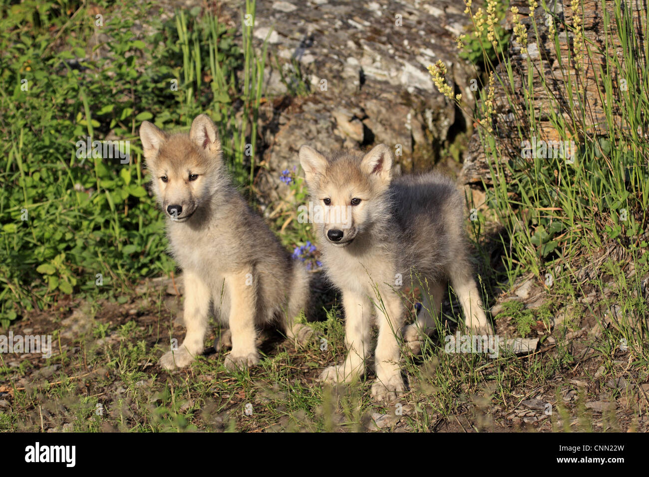 Timber Wolf (Canis lupus) two eight-week old cubs, sitting and standing ...