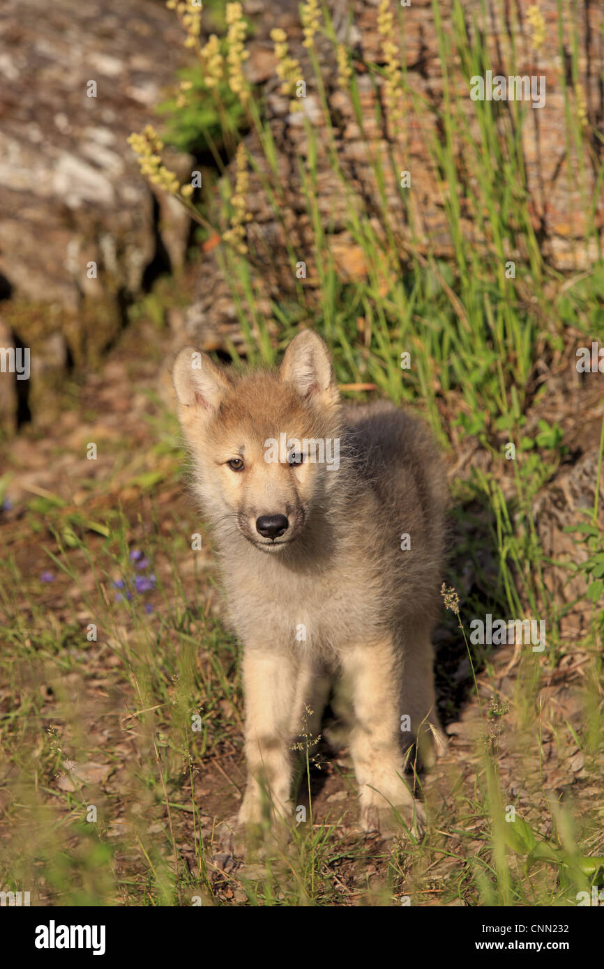 Timber Wolf (Canis lupus) eight-week old cub, standing, Montana, U.S.A ...