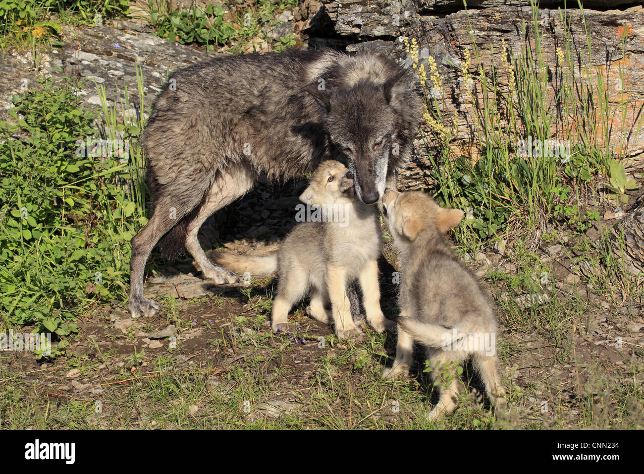 Timber Wolf (Canis lupus) adult female with eight-week old cubs ...
