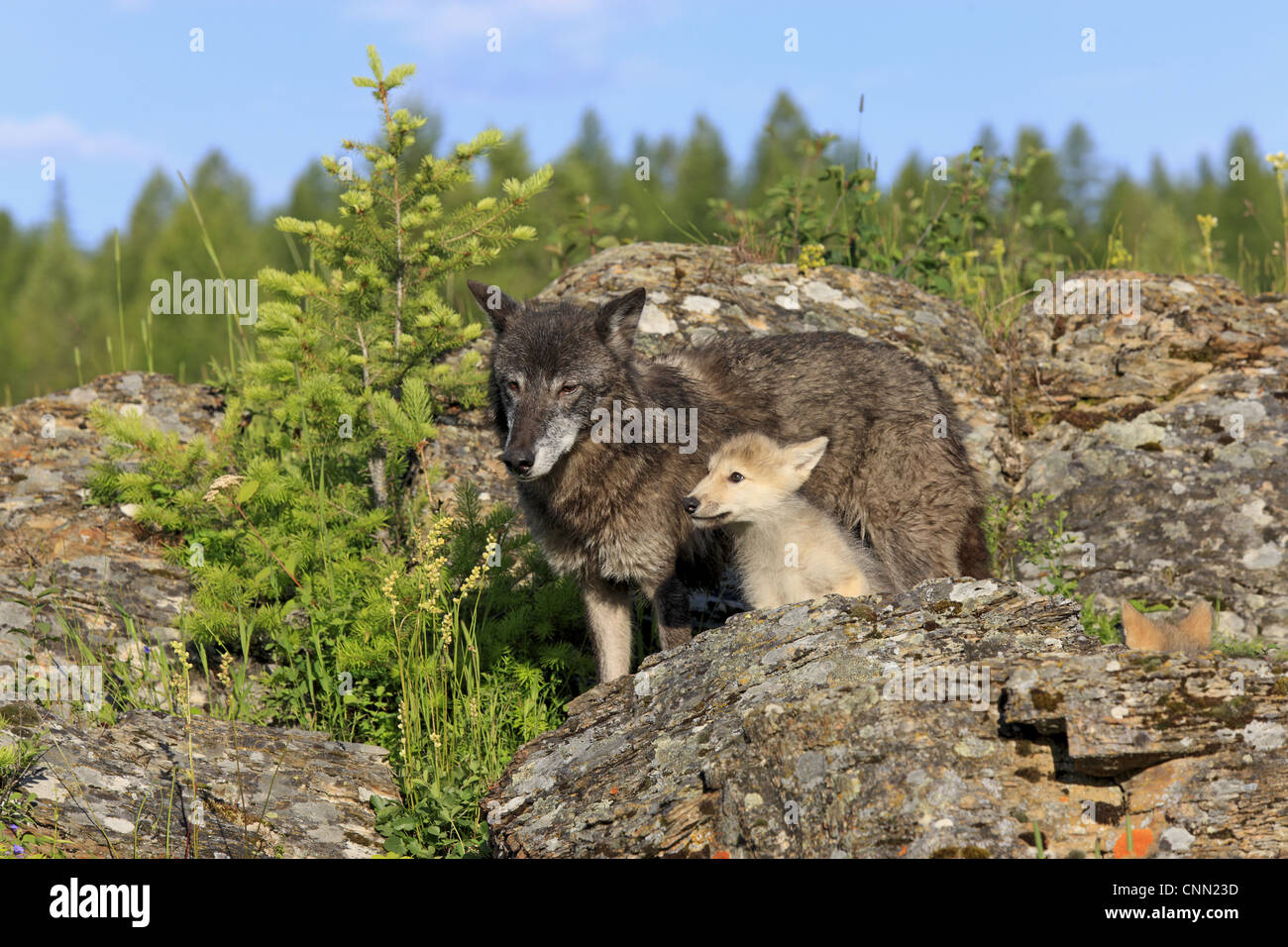 Timber Wolf (Canis lupus) adult female with eight-week old cub ...