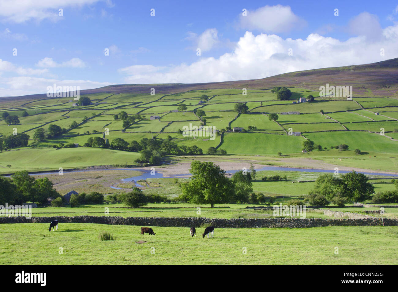 View cattle grazing pasture river drystone walls hillside River Swale ...