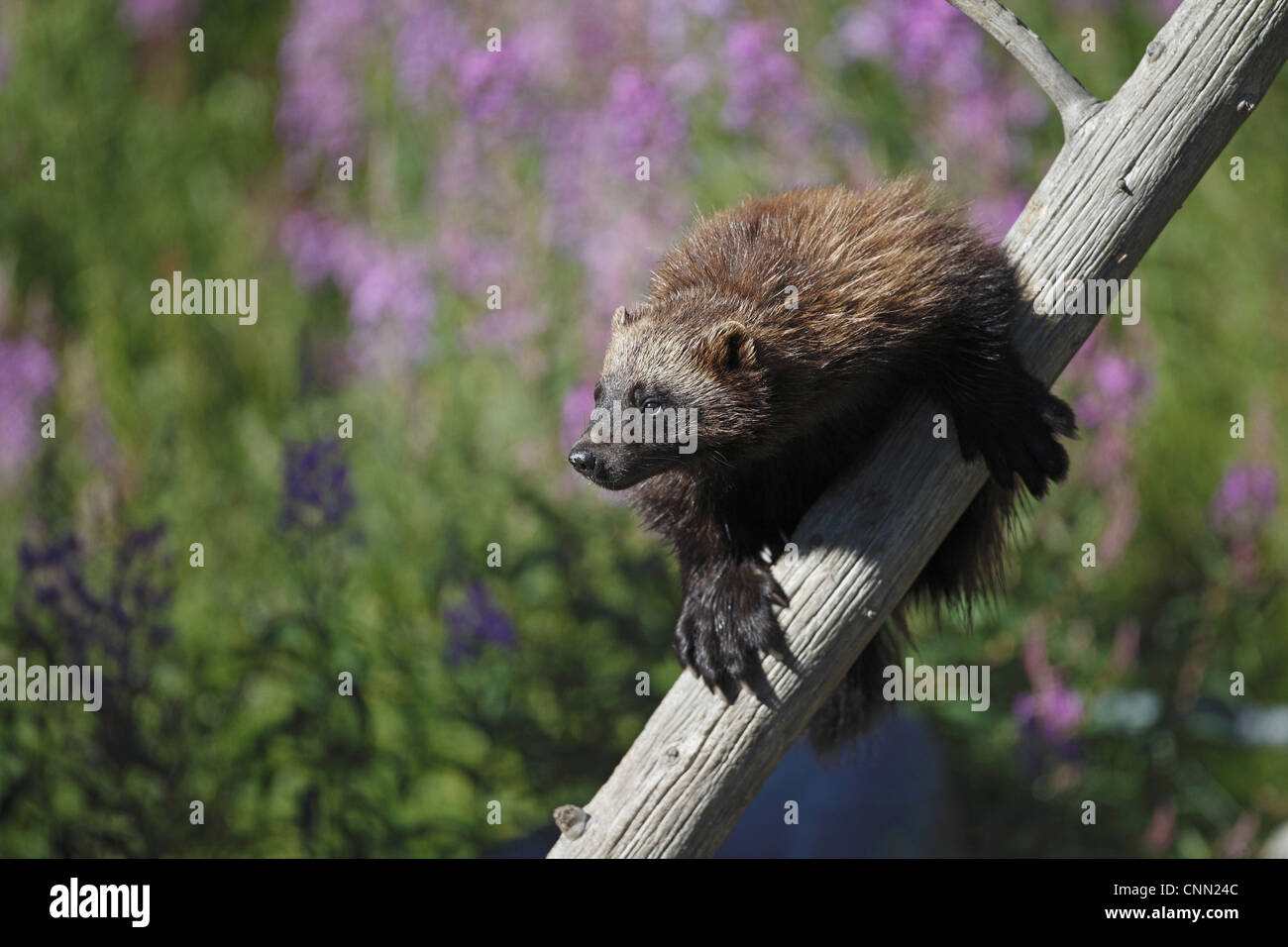 Eurasian wolverine gulo gulo gulo hi-res stock photography and images ...