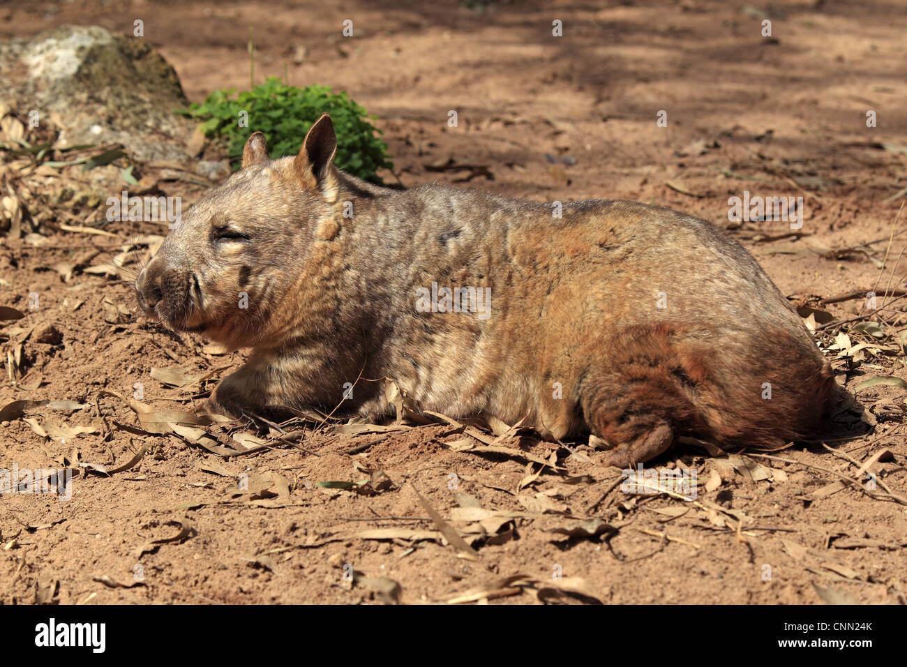 Southern Hairy-nosed Wombat (Lasiorhinus latifrons) adult, resting ...