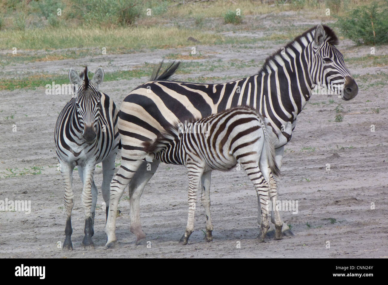 Common Zebra (Equus quagga) adult female, yearling and foal, suckling ...