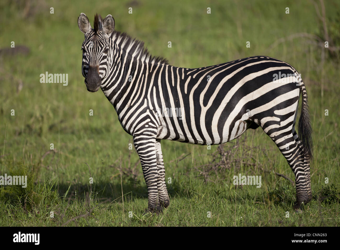 Common Zebra (Equus quagga) adult, standing in savannah, Lake Mburo N.P ...