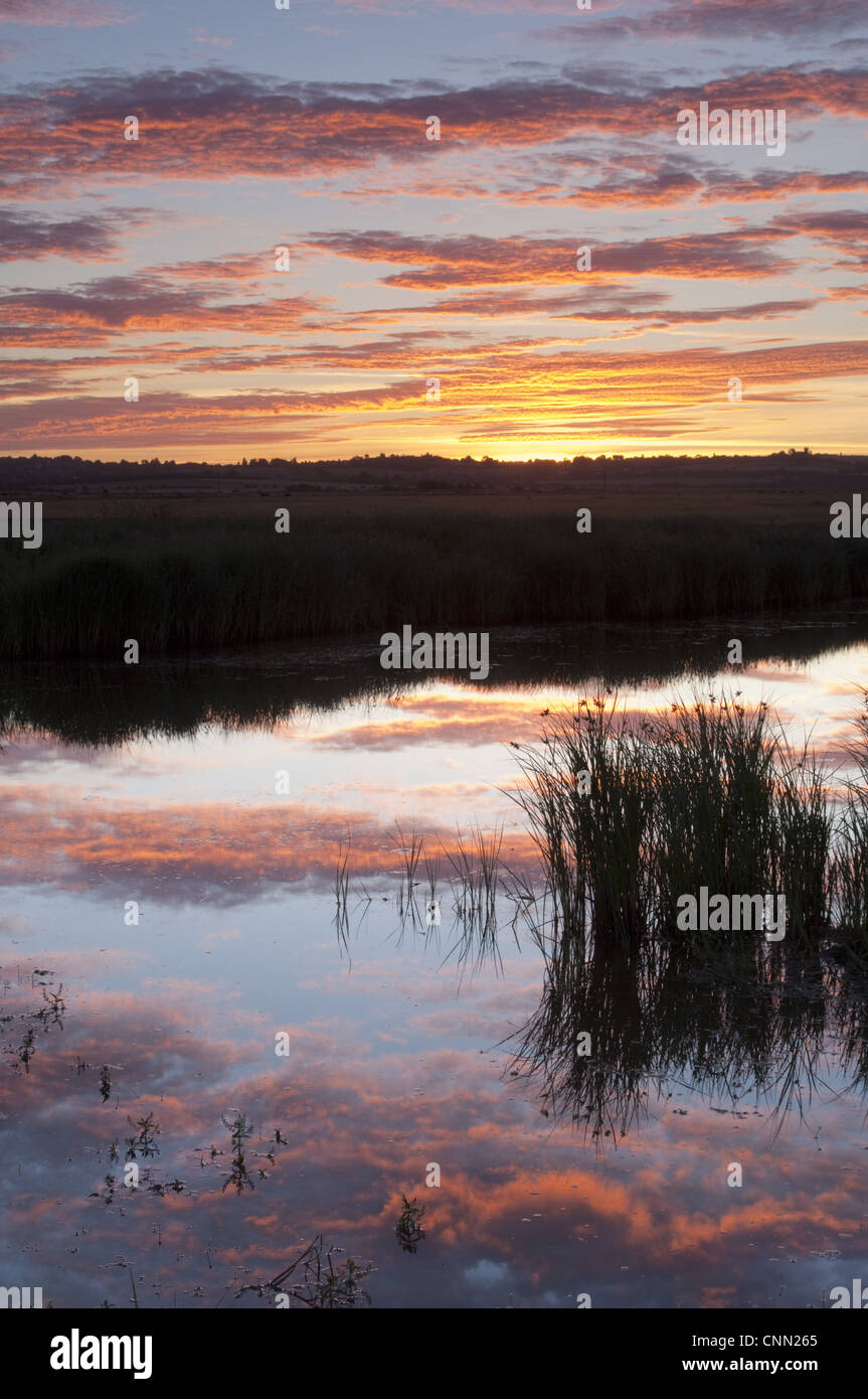 View of flooded grazing marsh at sunrise, Elmley Marshes N.N.R., North ...