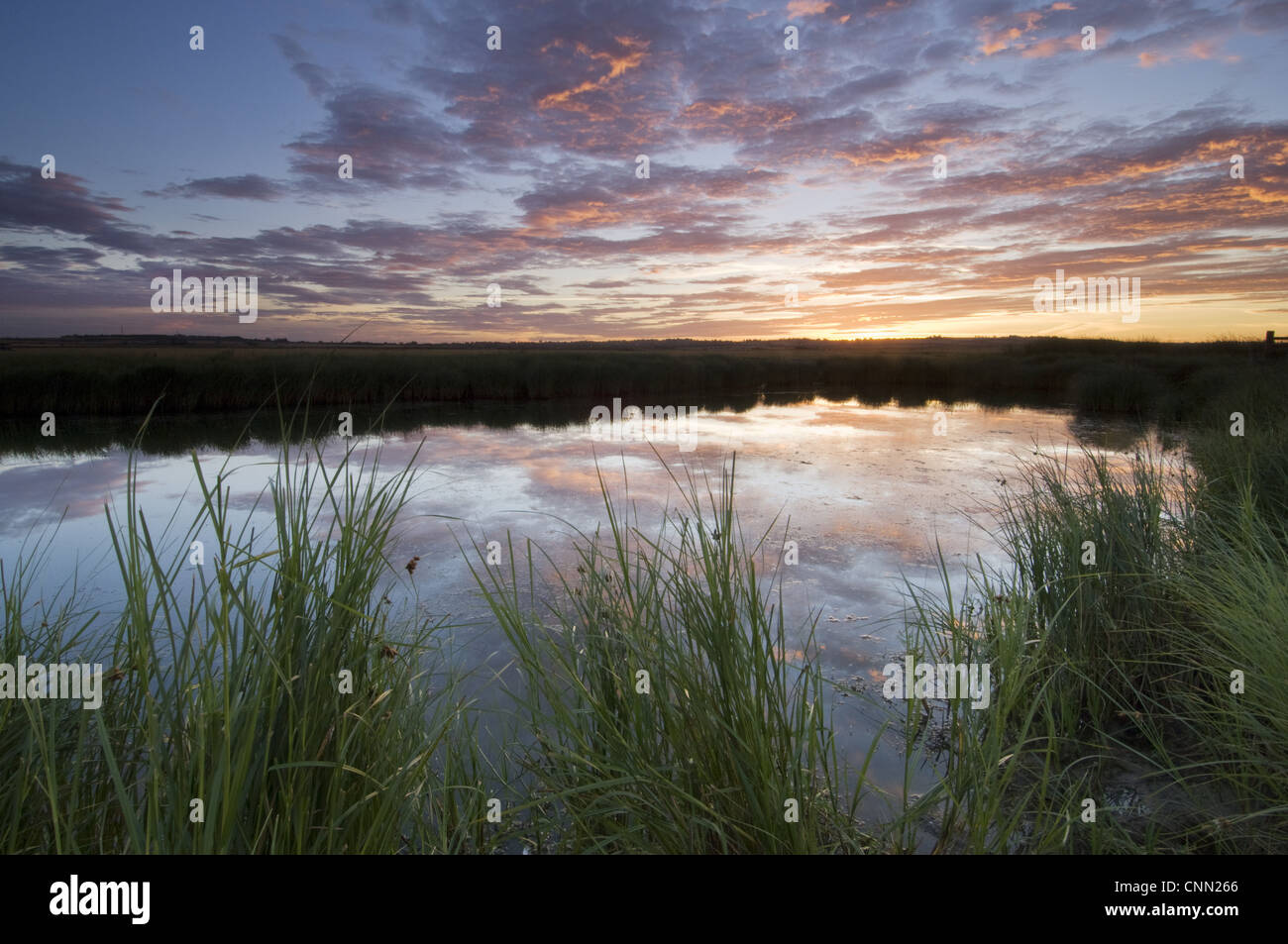 View of flooded grazing marsh at sunrise, Elmley Marshes N.N.R., North ...