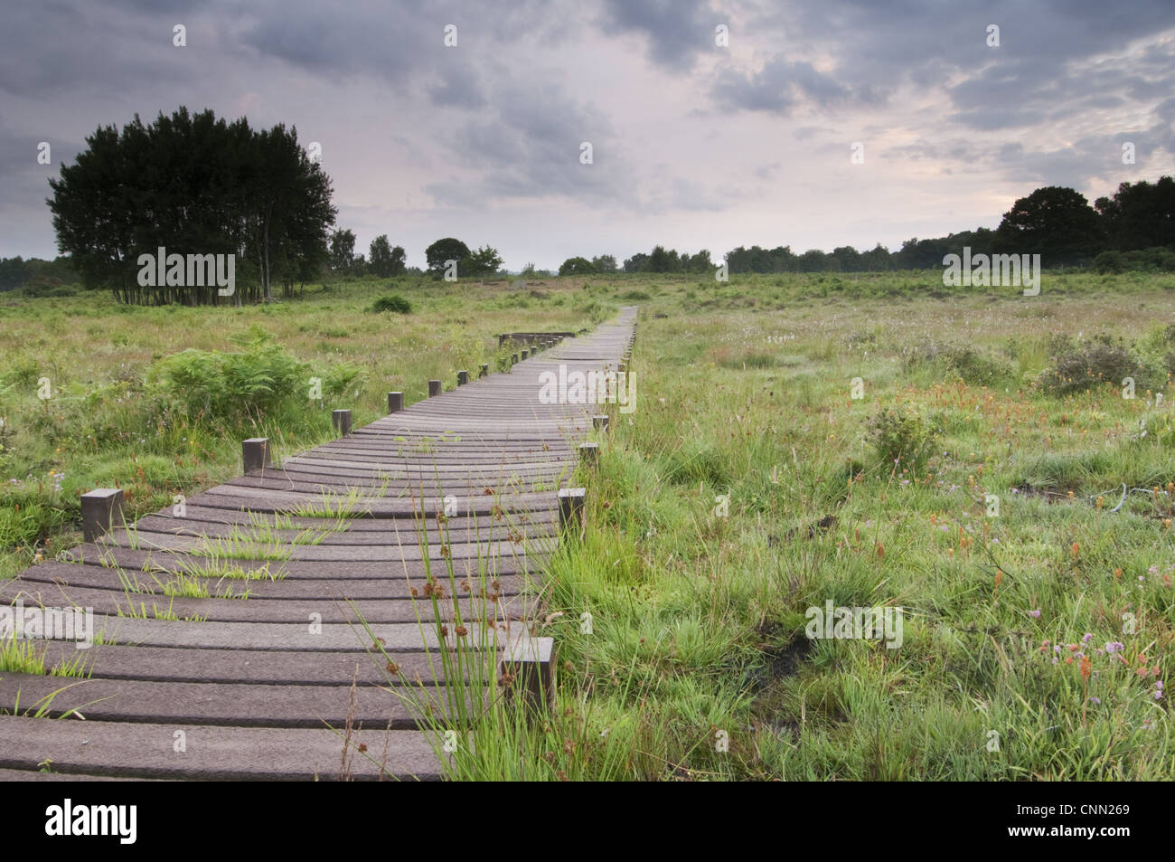 Hothfield heathlands hi-res stock photography and images - Alamy