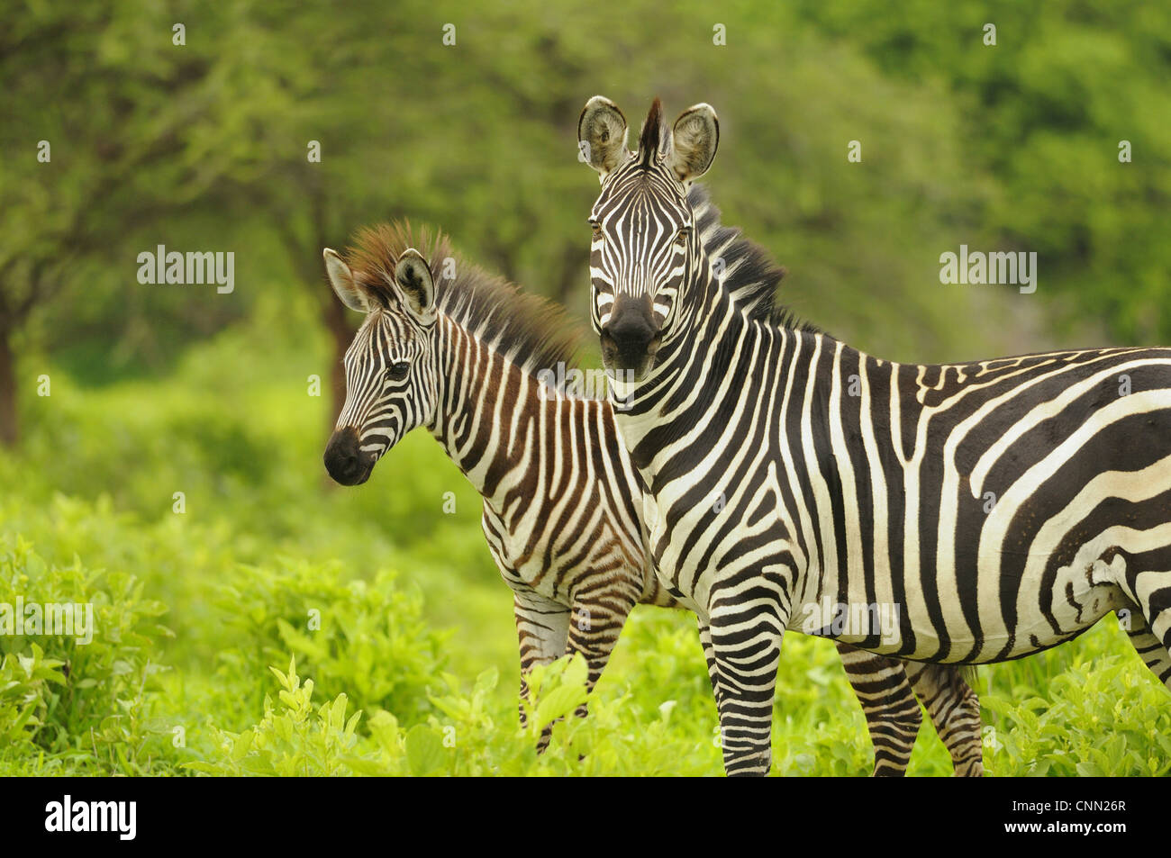 Common Zebra (Equus quagga) adult female with foal, standing in ...