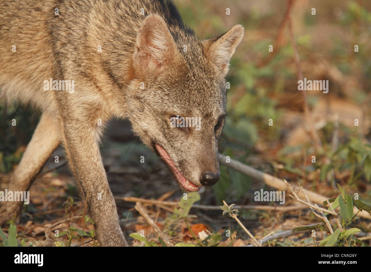 Crab-eating Zorro (Cerdocyon thous) adult, close-up of head, Pantanal ...