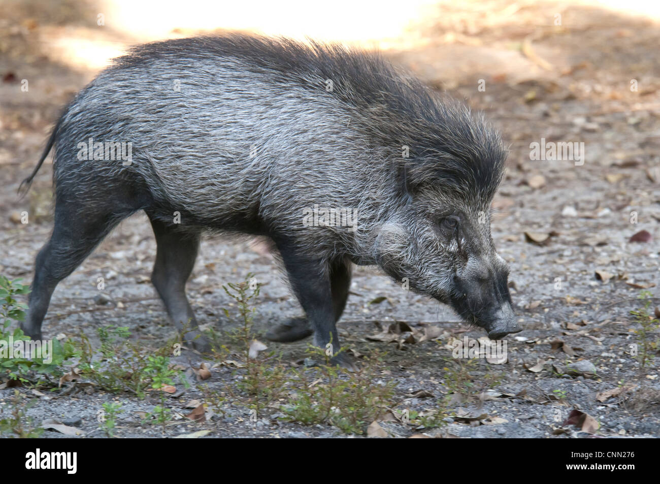 Visayan Warty Pig (Sus cebifrons) adult, walking (captive Stock Photo ...