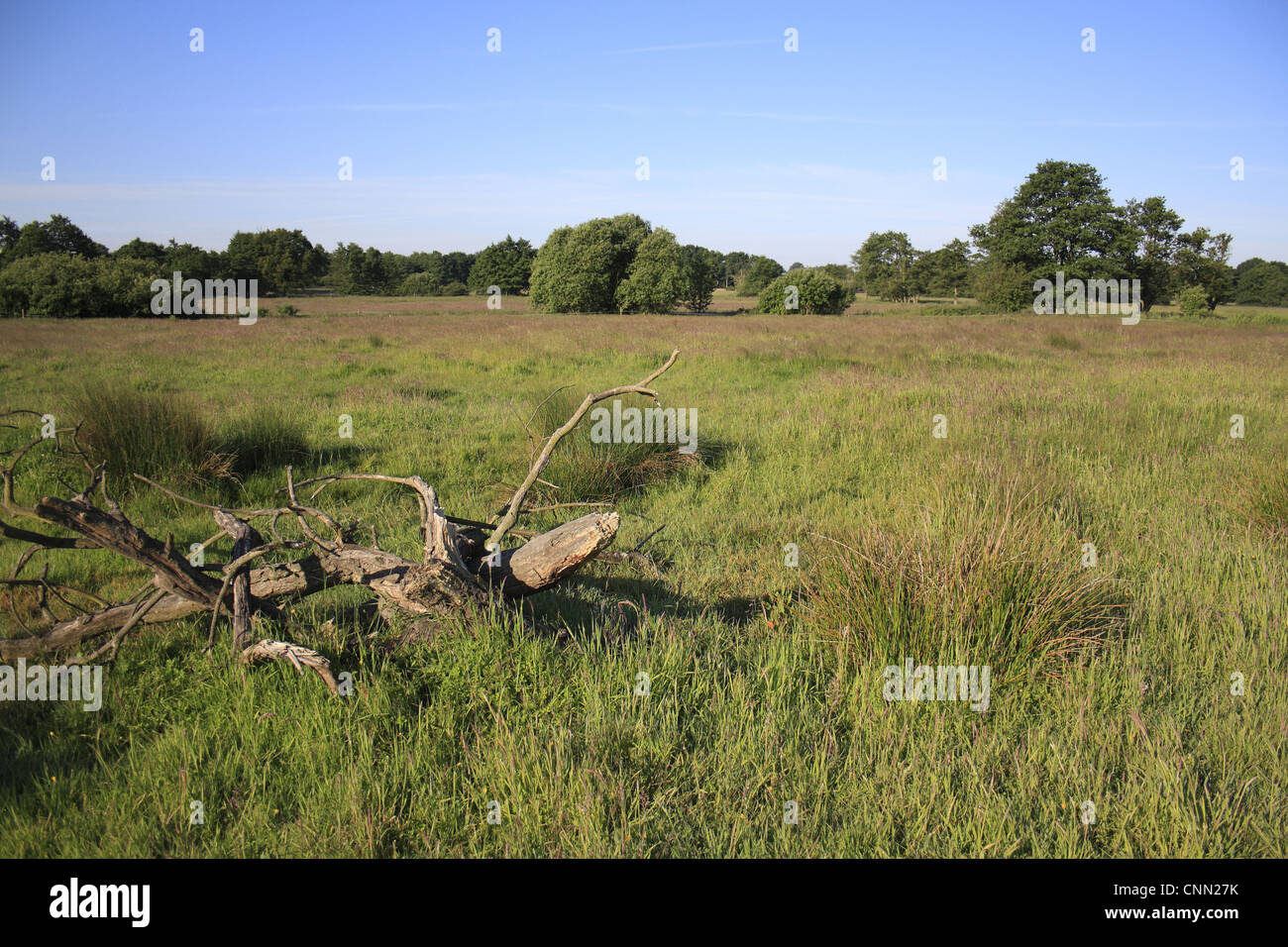 View of rough pasture habitat with rushes and decaying tree stump ...