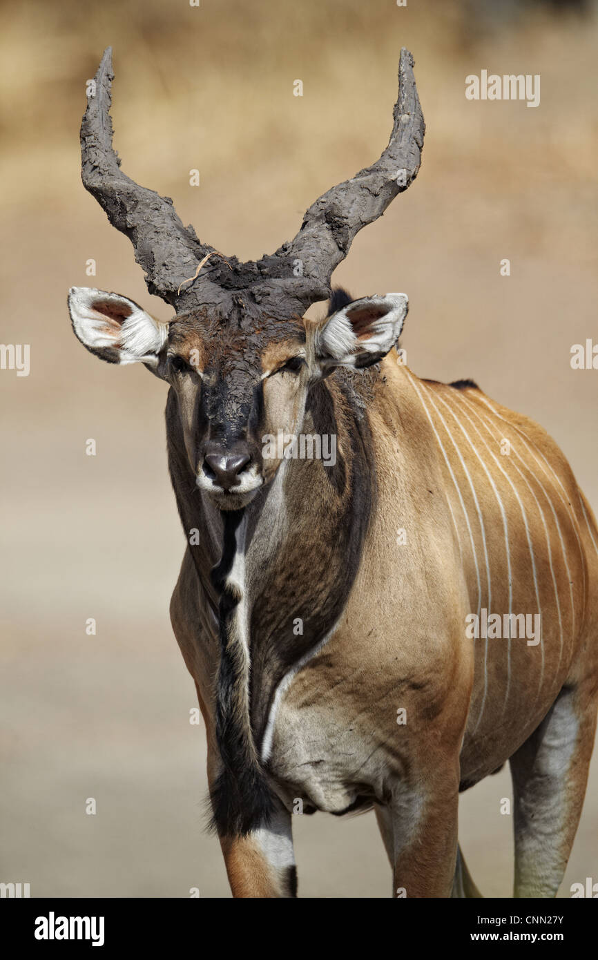Giant Eland (Taurotragus derbianus) adult male, with mud on horns ...