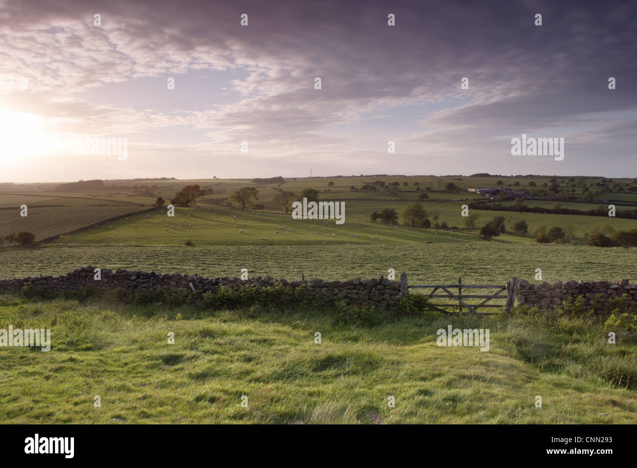 Sheep gate hi-res stock photography and images - Alamy