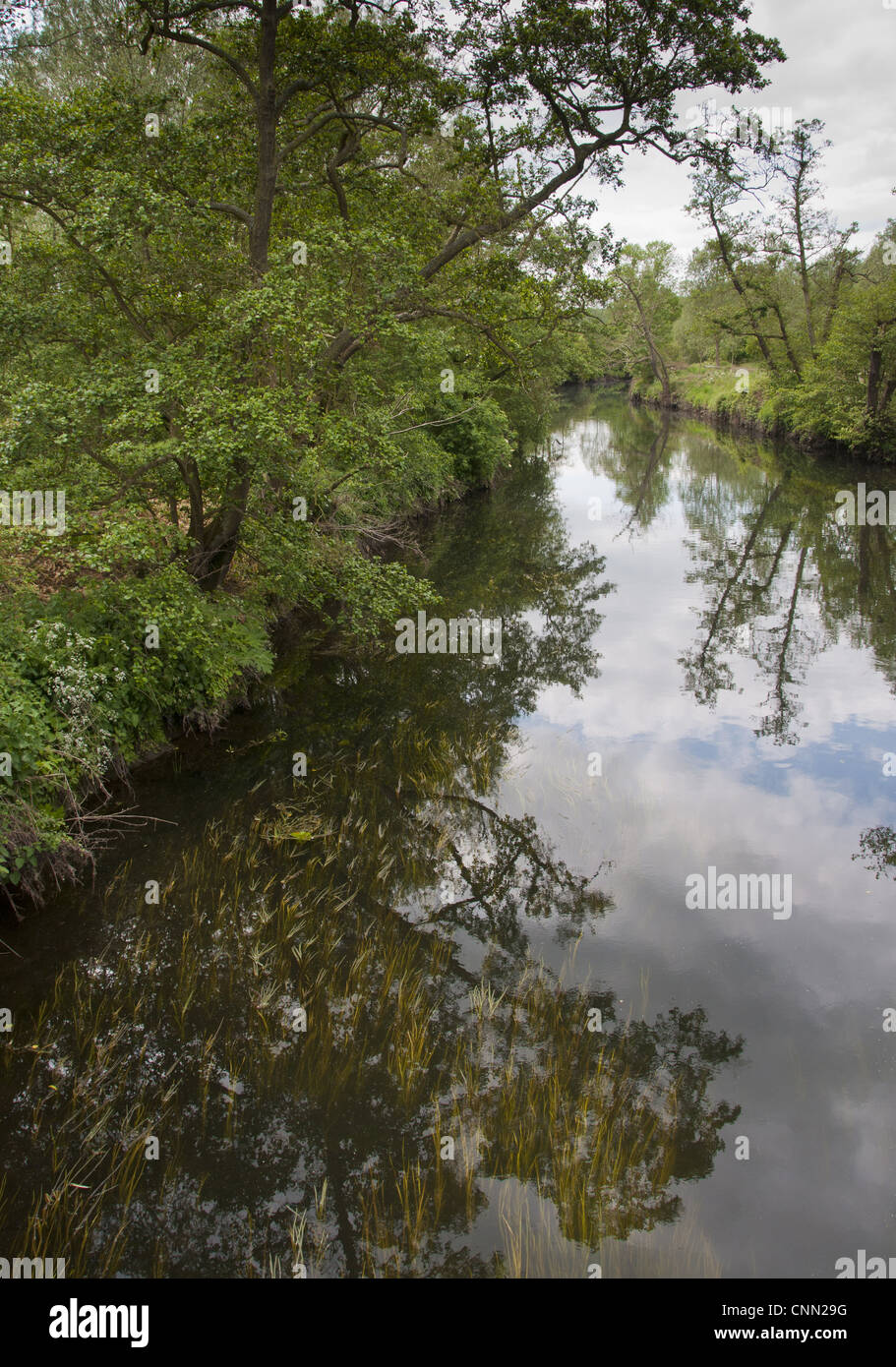 Riverbank with trees hi-res stock photography and images - Alamy