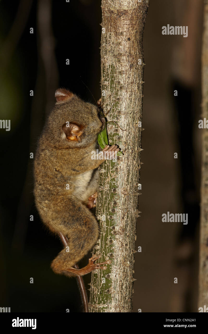 Tarsier feeding hi-res stock photography and images - Alamy