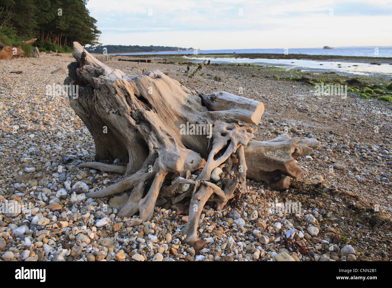 Remains tree stump on beach hi-res stock photography and images - Alamy