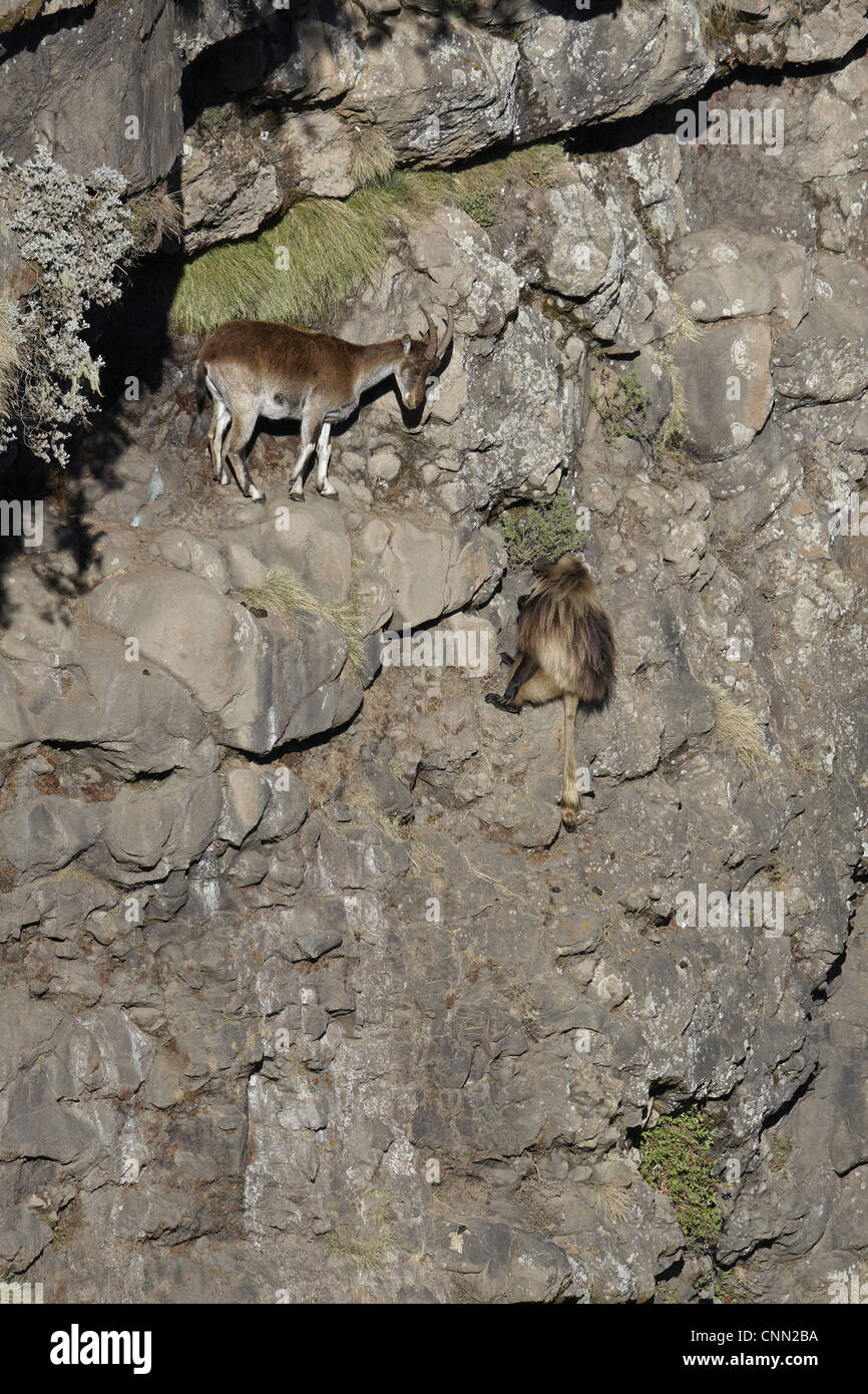 Walia Ibex (Capra walie) adult female, with Gelada (Therophitecus ...