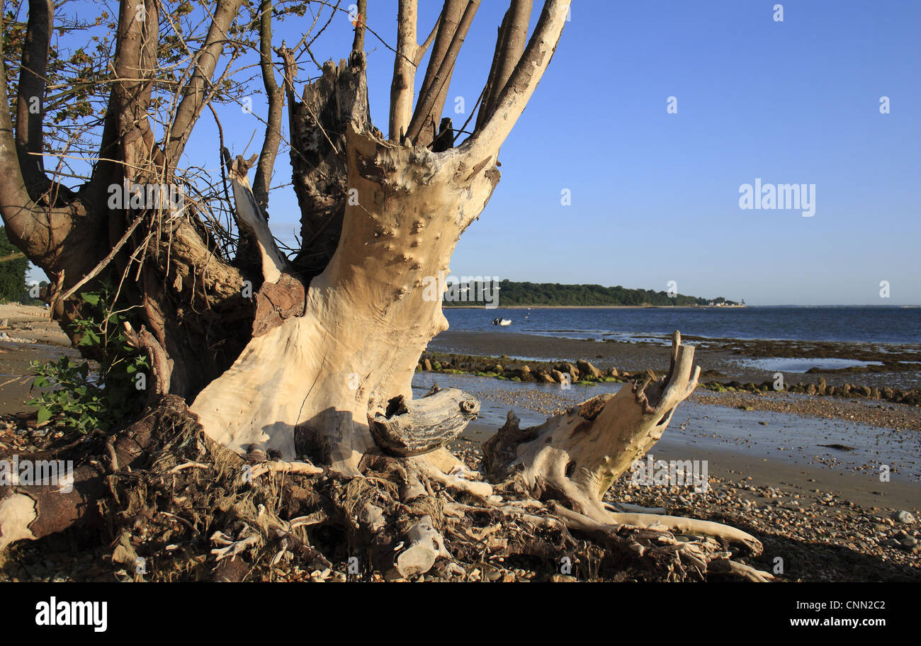 Coastal tidal erosion tide tides hi-res stock photography and images ...