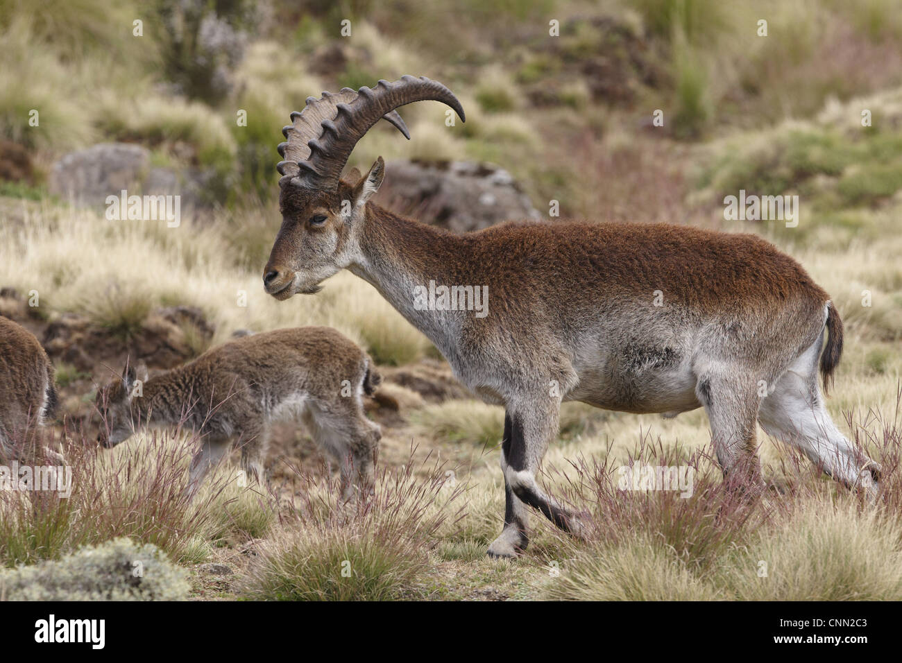 Walia Ibex (Capra walie) immature male, walking in herd of female with ...