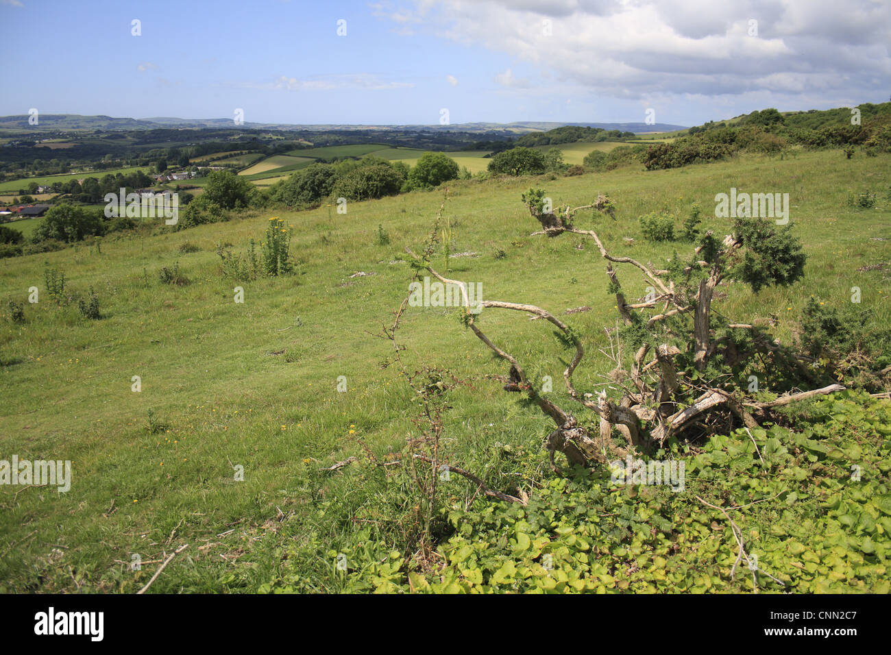 View of chalk downland habitat, Bullys Hill, Brading Down, Isle of ...