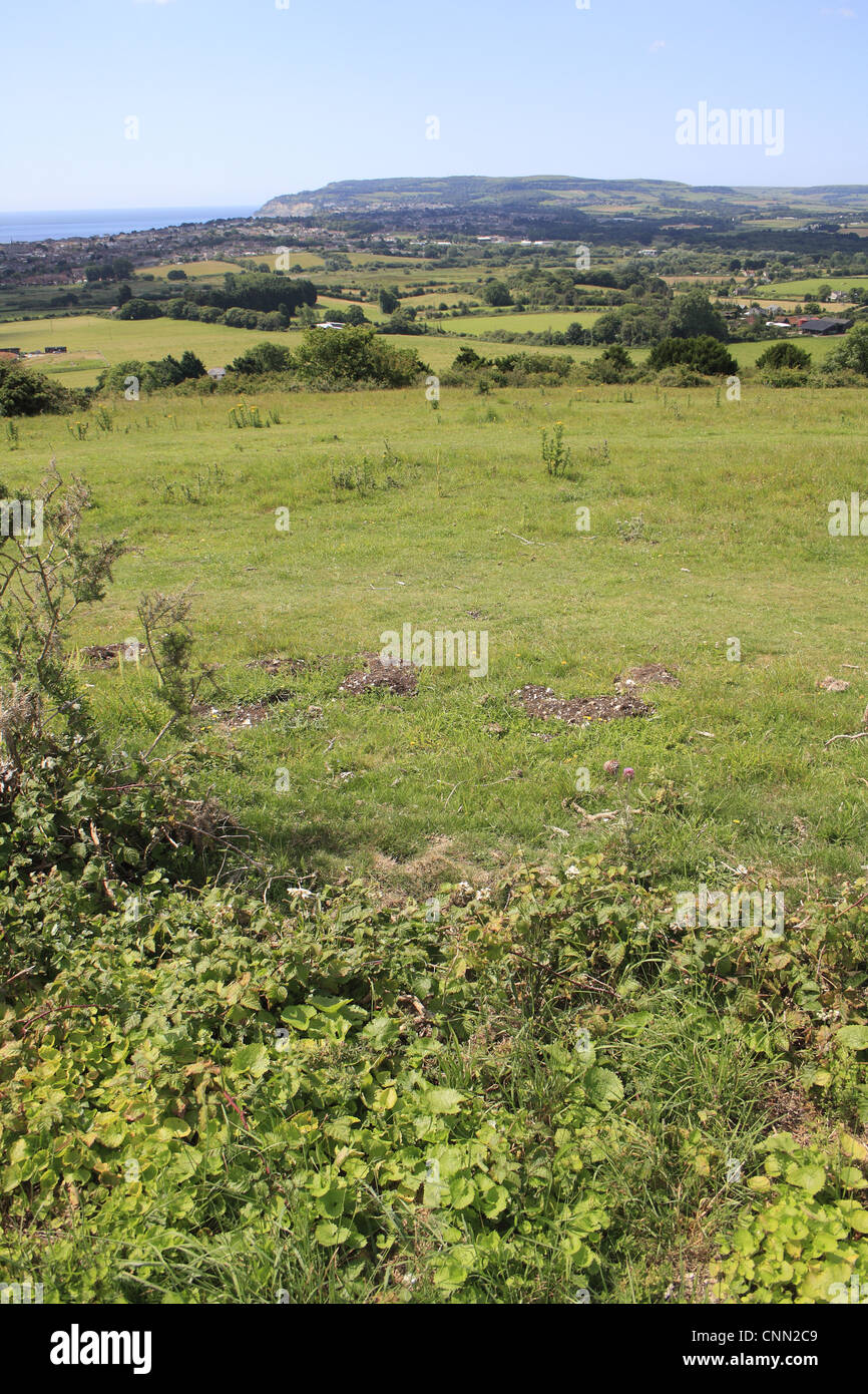 View of chalk downland habitat, Bullys Hill, Brading Down, Isle of ...