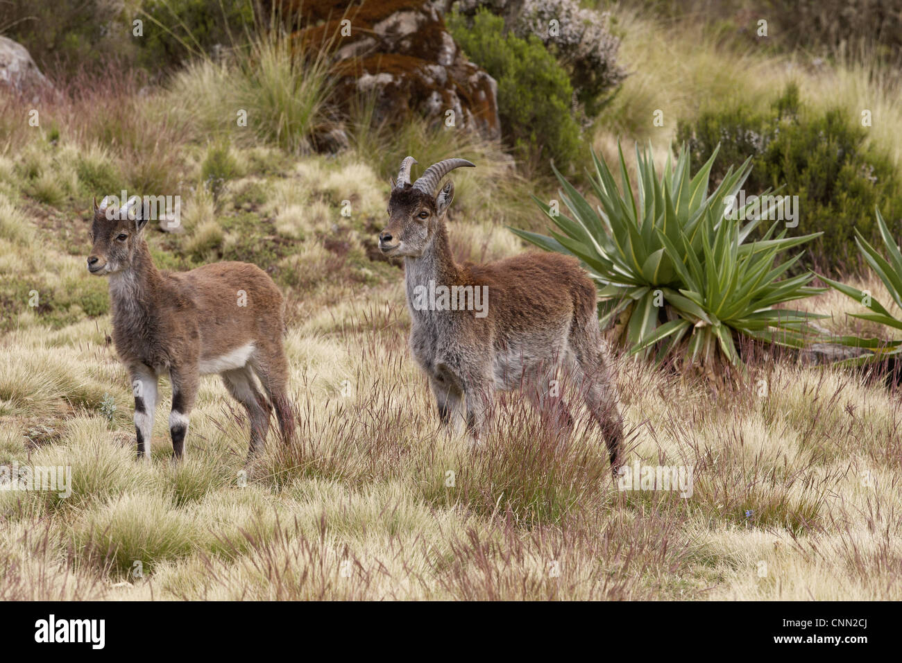 Ethiopian highlands goats hi-res stock photography and images - Alamy