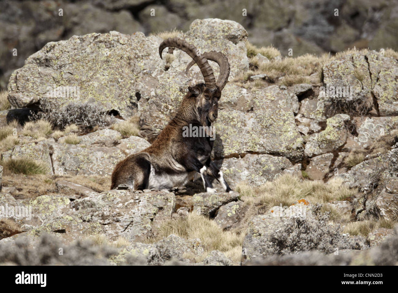 Walia ibex capra walie semien hi-res stock photography and images - Alamy