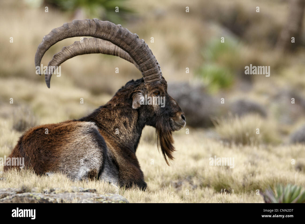 Walia Ibex (Capra walie) adult male, resting in afro-alpine meadow ...