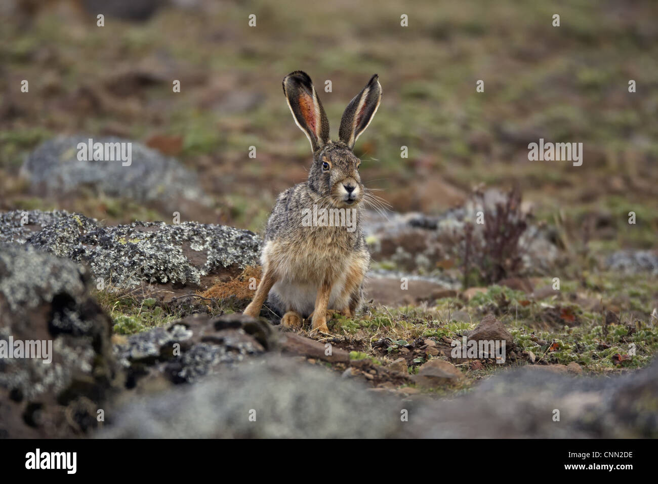 Starck's Hare (Lepus starcki) adult, sitting in afro-alpine moorland ...