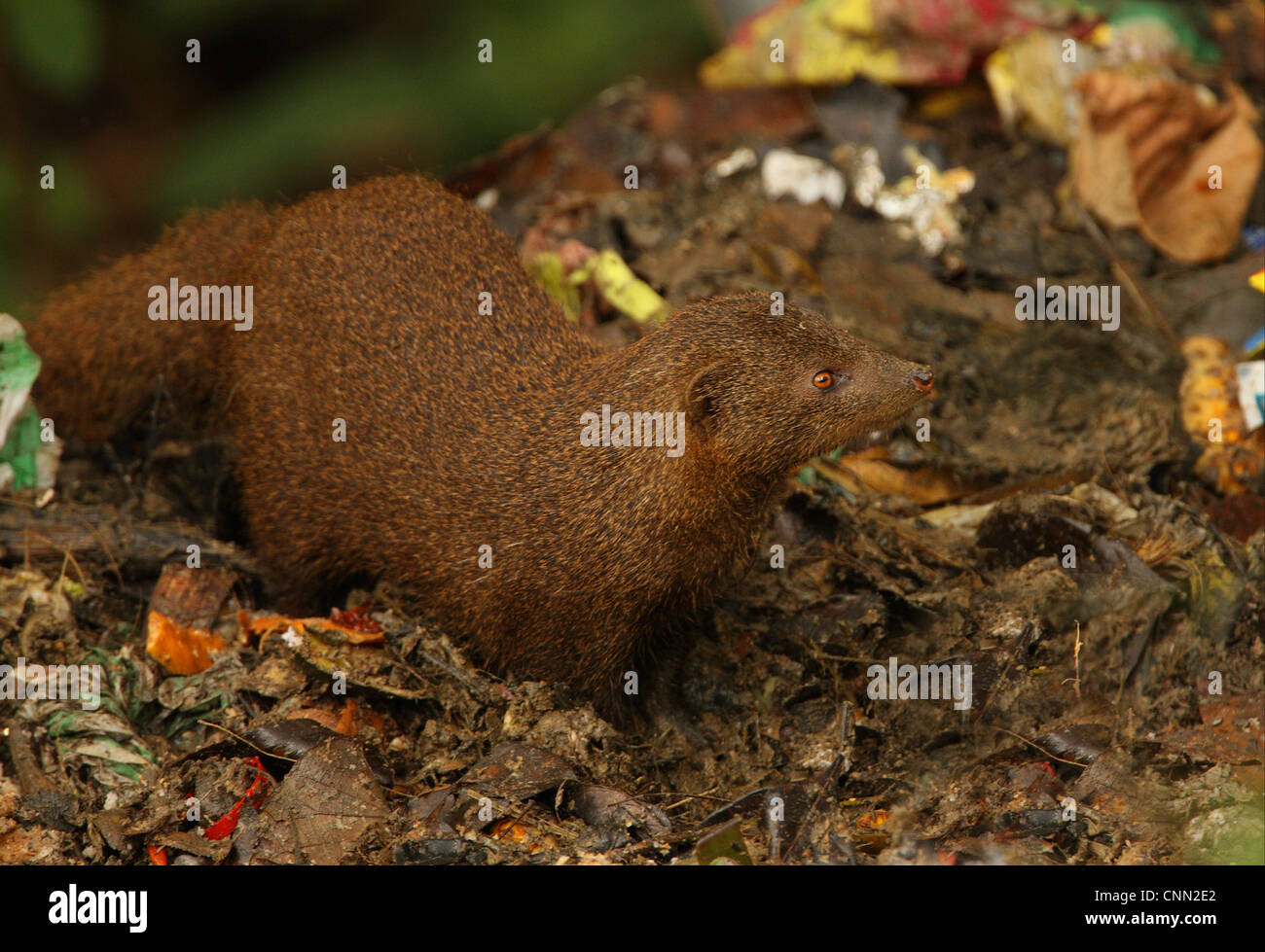 Indian Brown Mongoose (Herpestes fuscus) adult, feeding, scavenging on ...