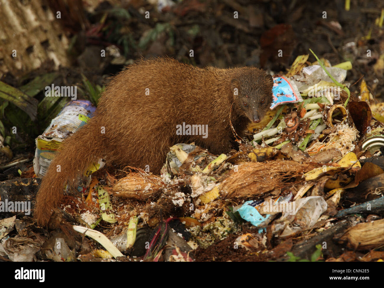 Indian Brown Mongoose (Herpestes fuscus) adult, feeding, scavenging on ...