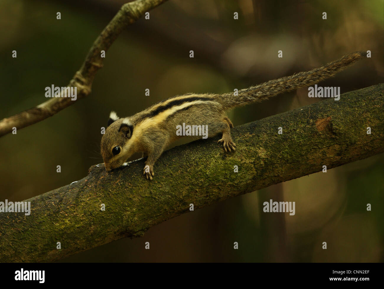 Himalayan Striped Squirrel (Tamiops mcclellandii) adult, licking ...