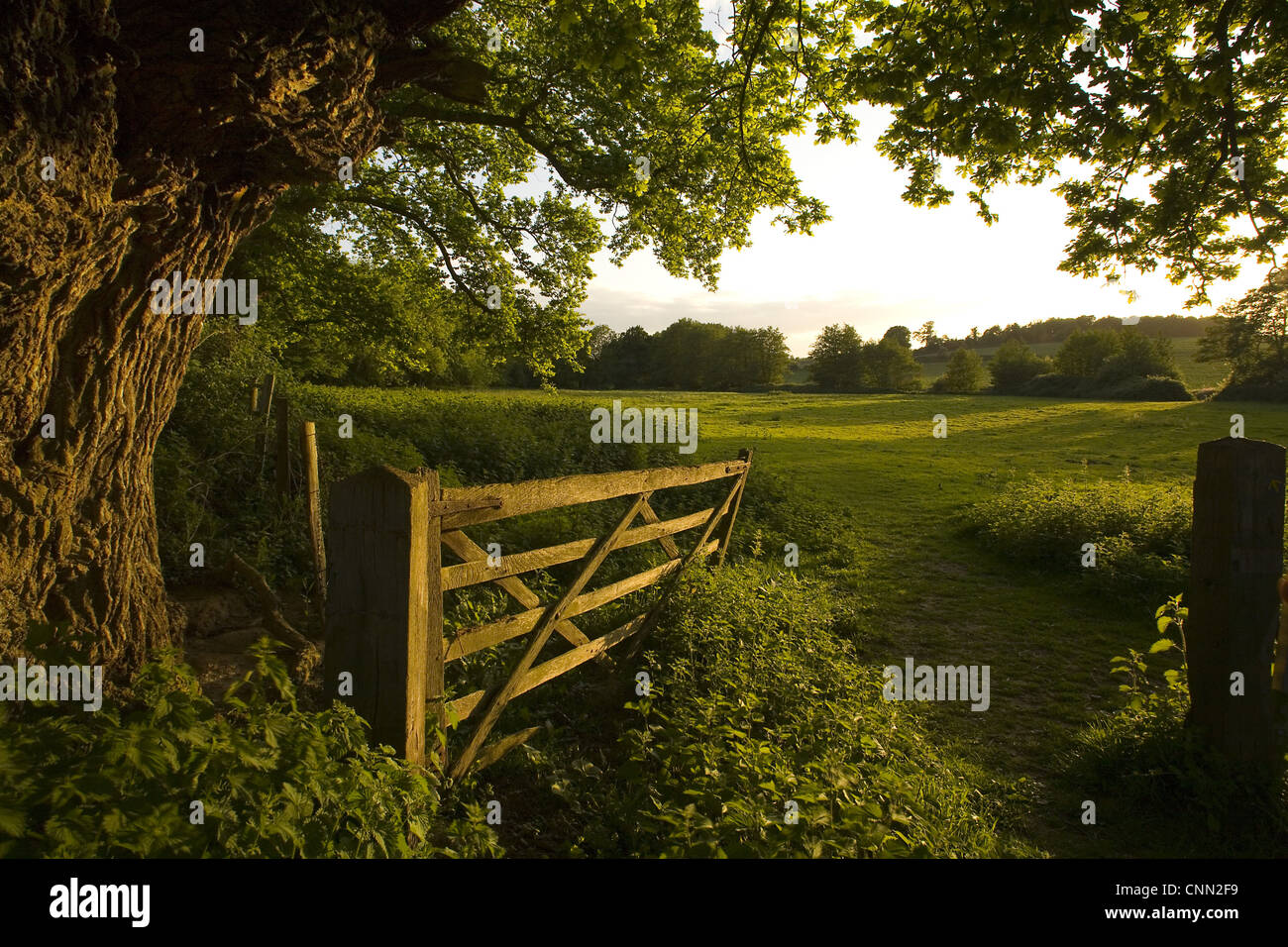 Wooden gate and oak tree at entrance to pasture in evening sunlight ...