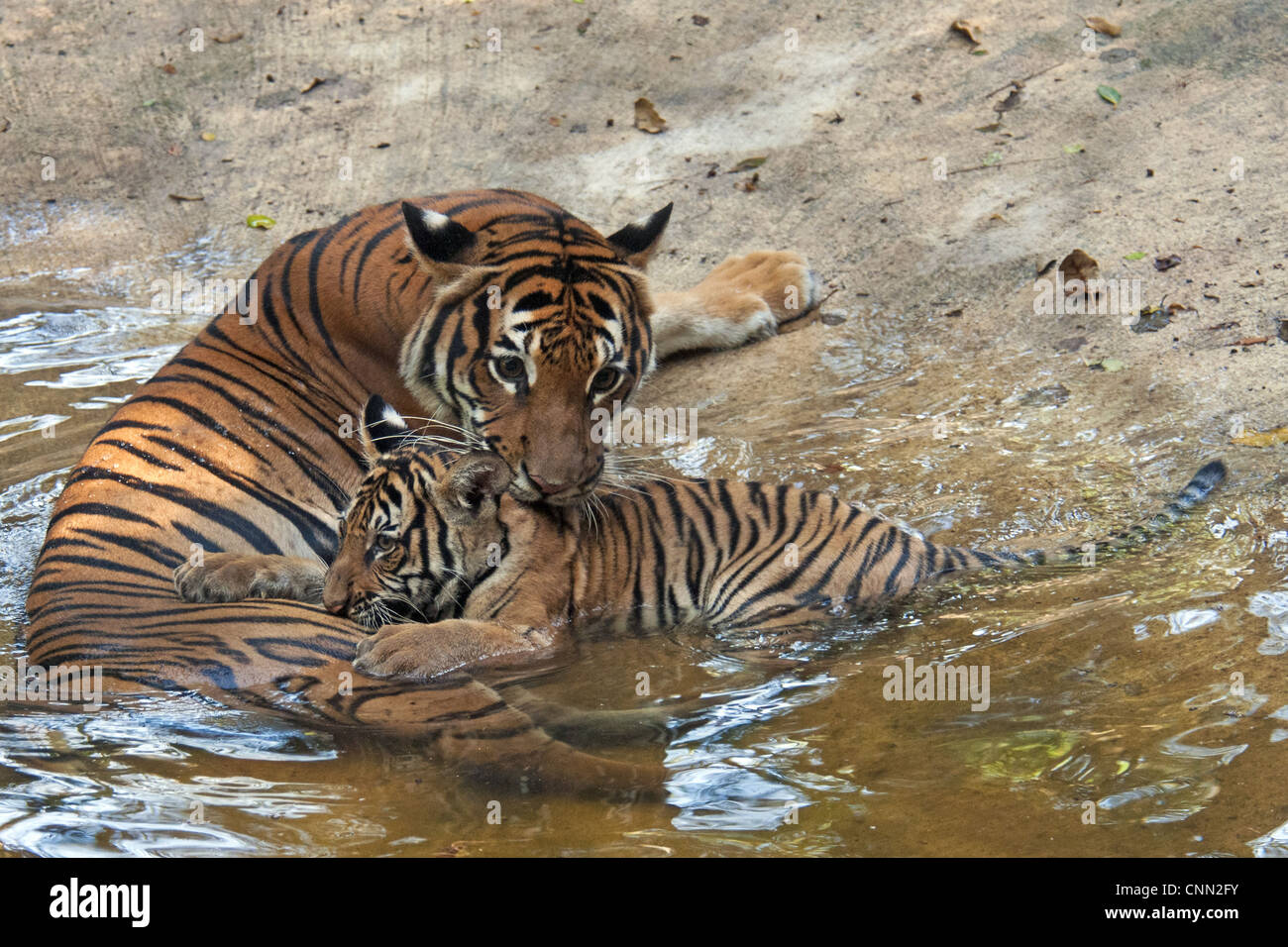 Malayan Tiger (Panthera tigris jacksoni) adult female with cub, resting ...
