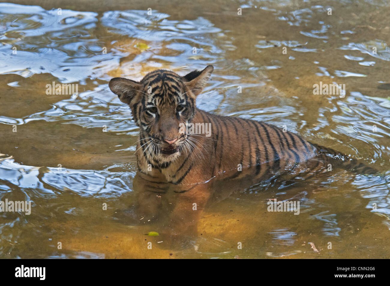 Baby Tigers Playing In Water