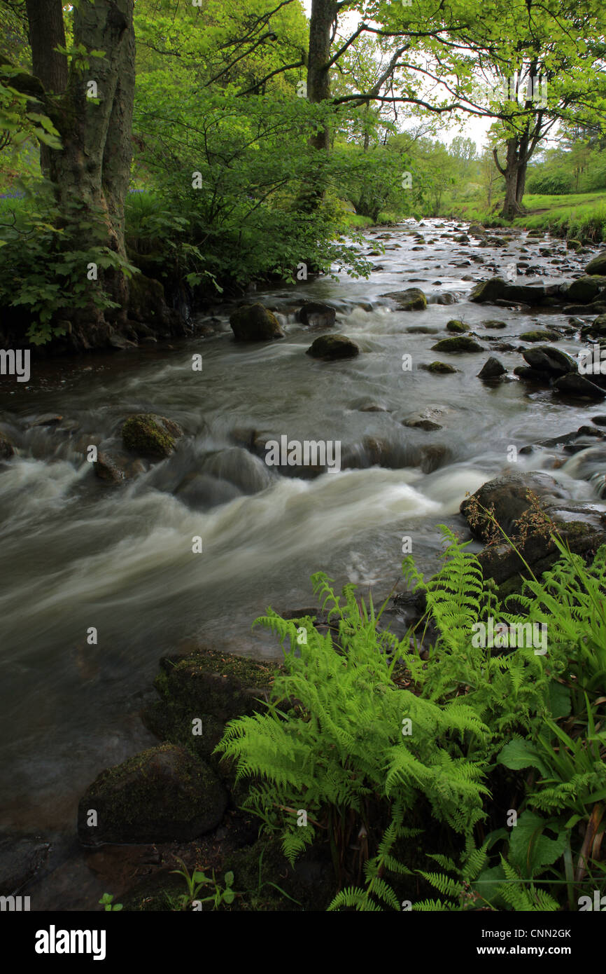 Fast-flowing river in woodland habitat, River Dane, Gradbach ...