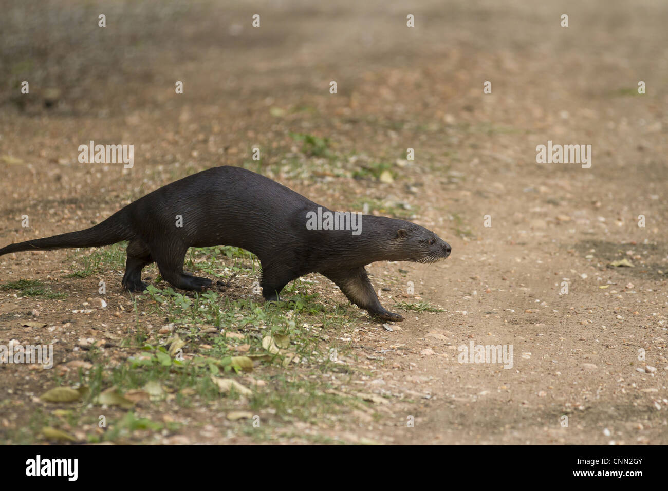 Neotropical Otter (Lontra longicaudis) adult, walking across track ...