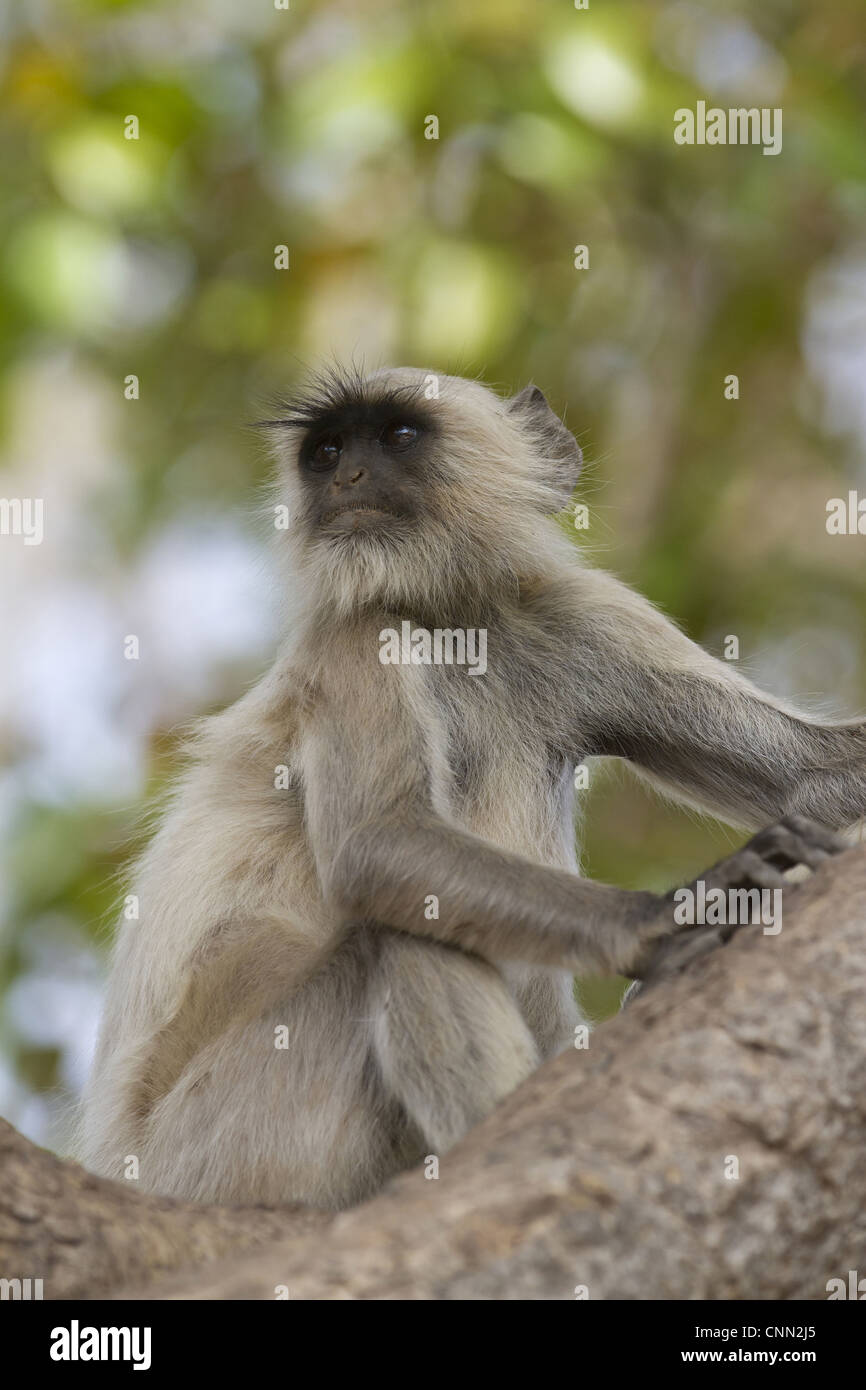Common langur presbytis entellus sitting on hi-res stock photography ...