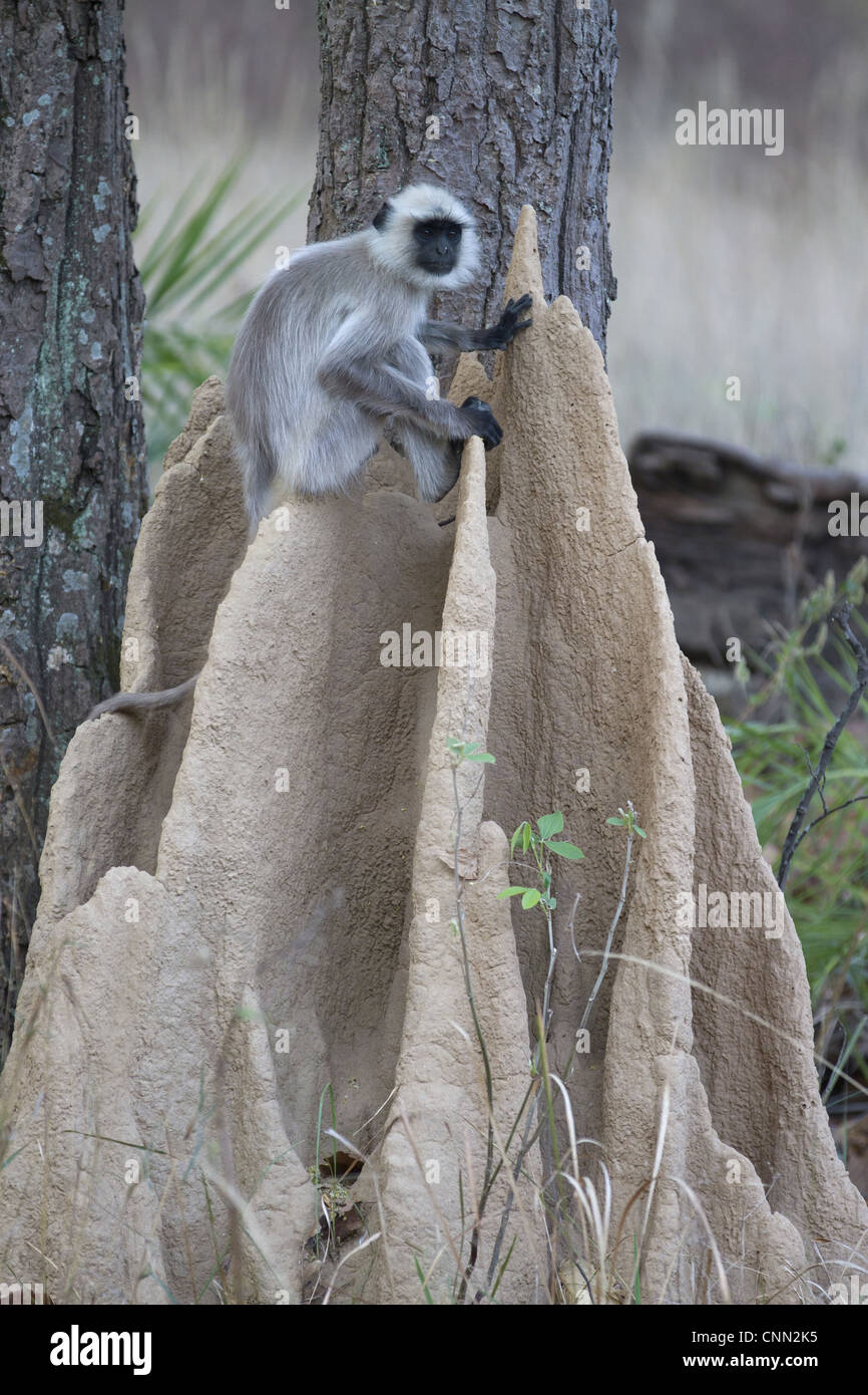 Southern Plains Grey Langur (Semnopithecus dussumieri) adult, sitting ...