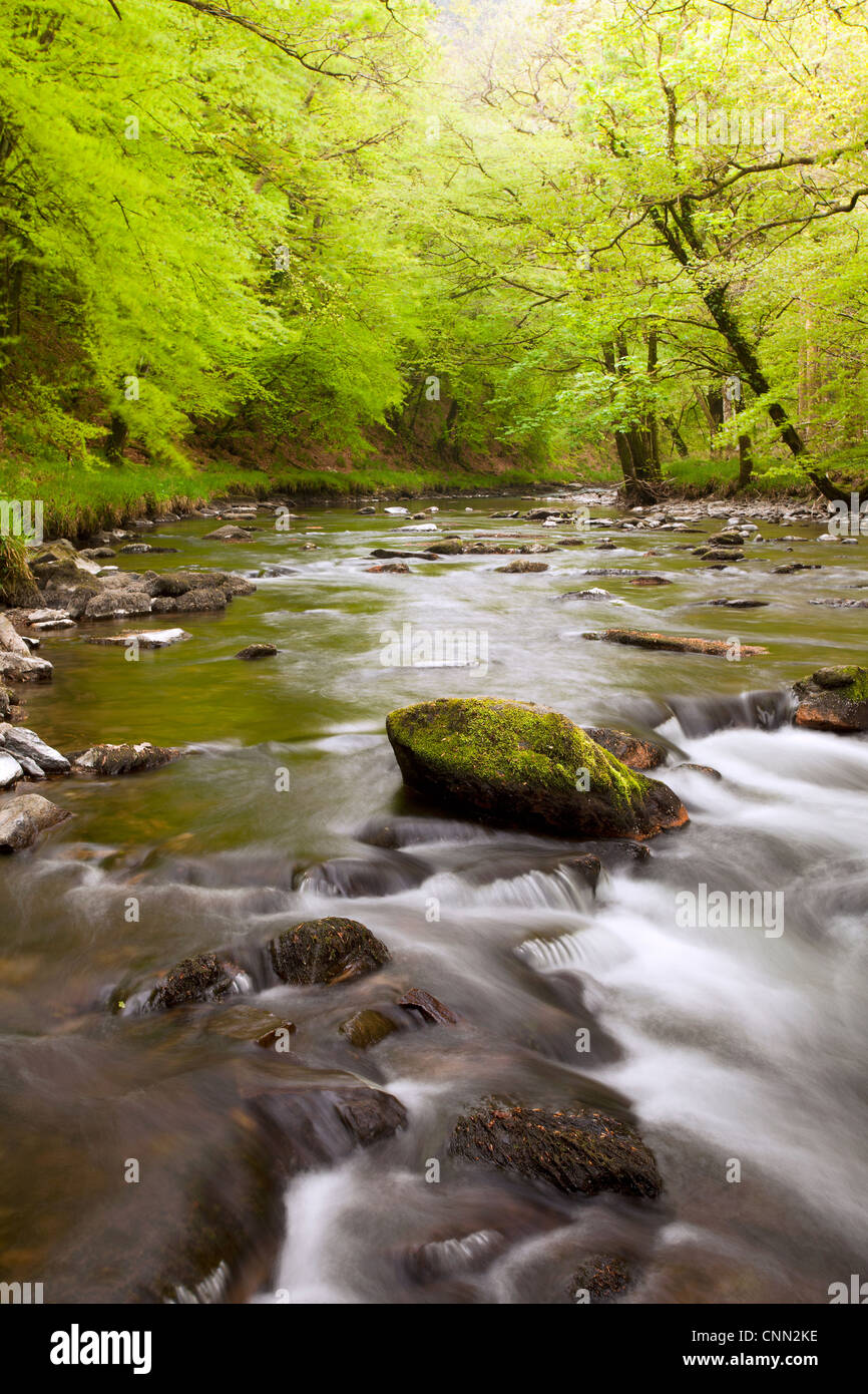 River flowing through ancient beech wood habitat at dawn River Barl ...